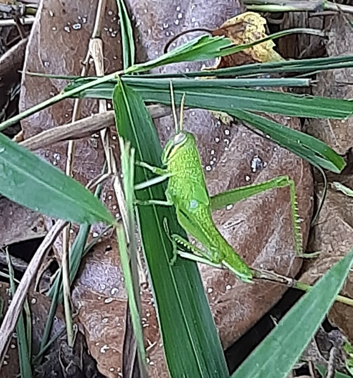 Patanga succincta (Johannson, 1763)