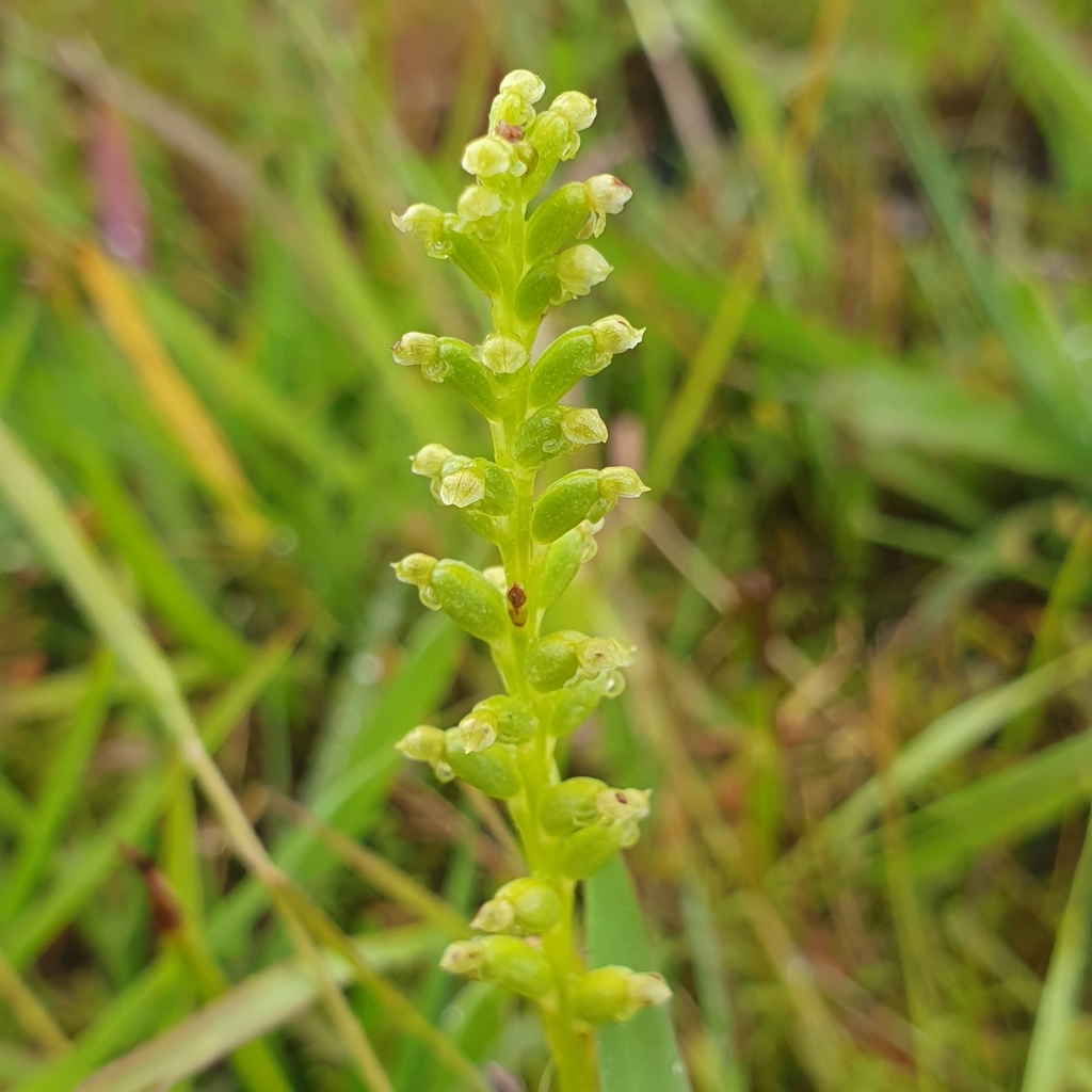 slender onion-orchid from Kilsyth South VIC 3137, Australia on December ...