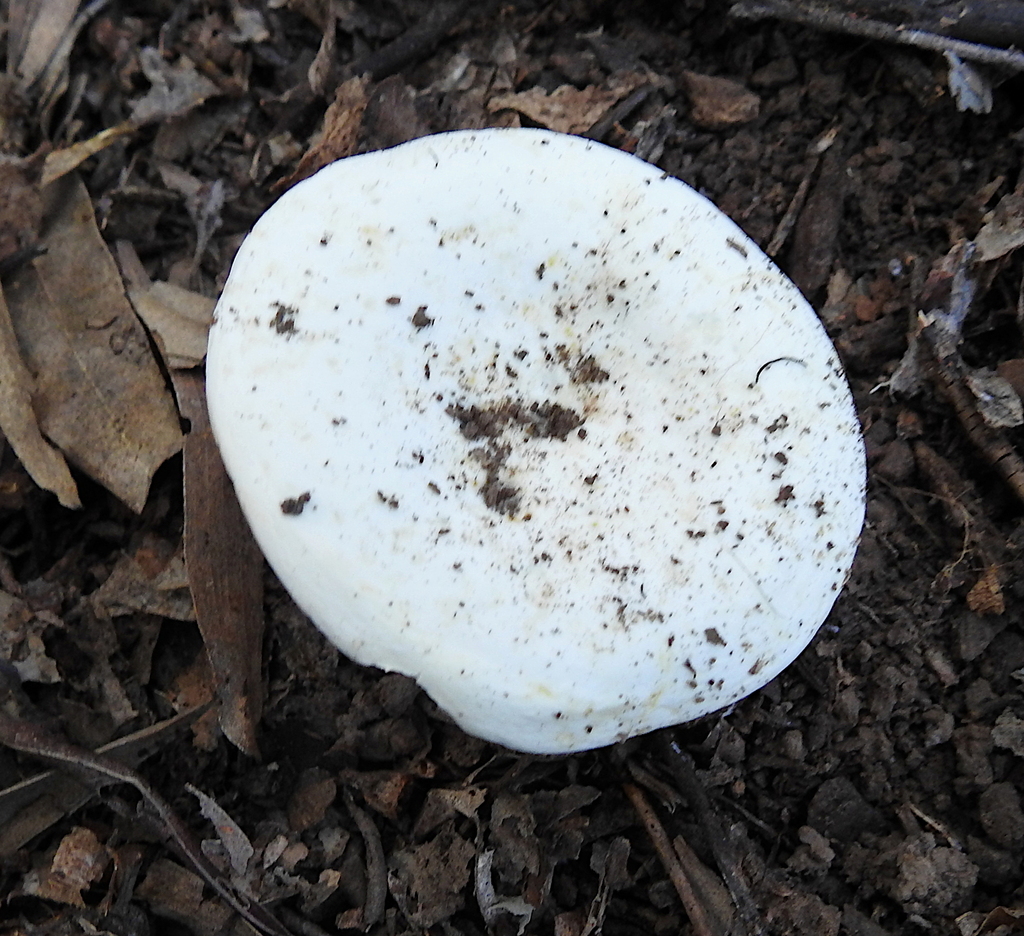 Piperati from off Jinker Track, Arana Hills, Brisbane QLD, Australia on ...