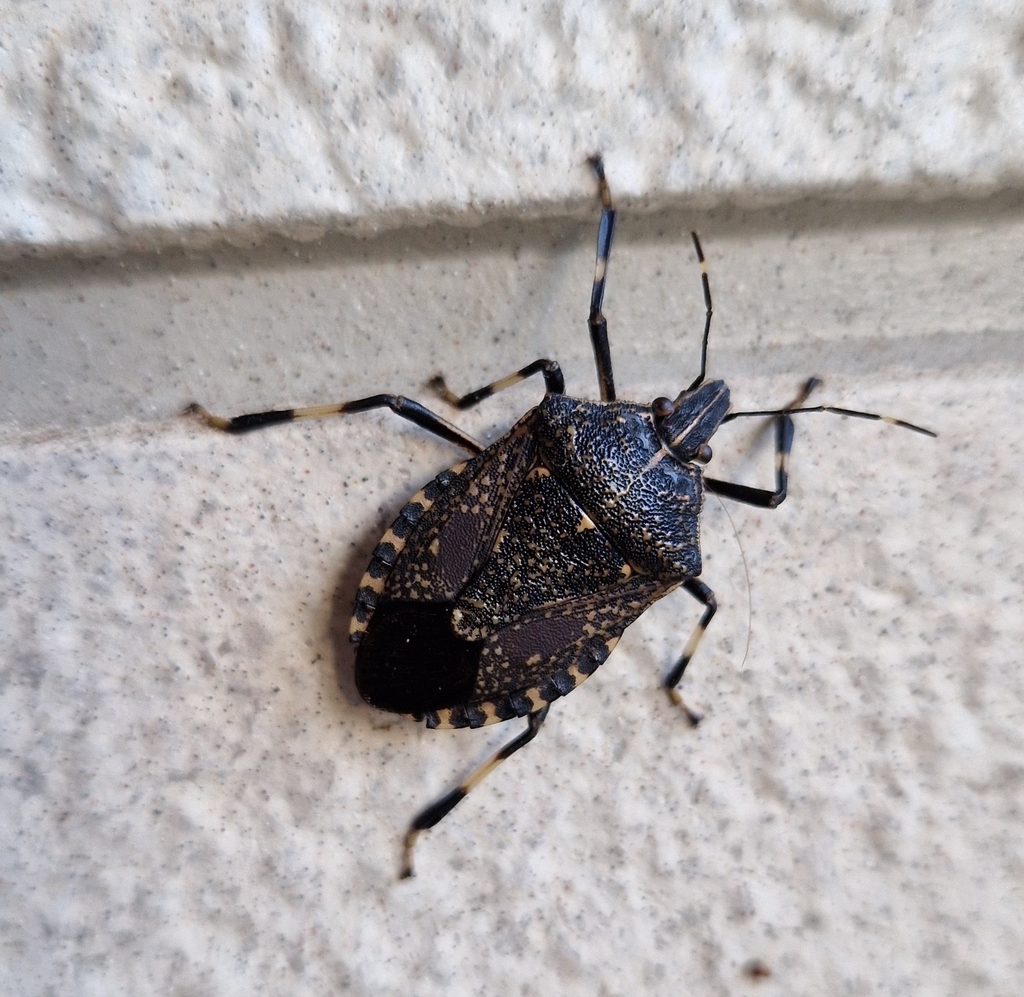 Yellow-spotted Stink Bug from Kasuga, Tsukuba, Ibaraki 305-0821, Japon ...