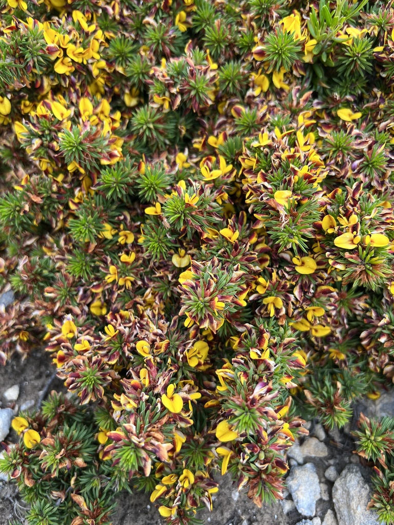 Pultenaea canaliculata from Lincoln National Park, Lincoln National ...