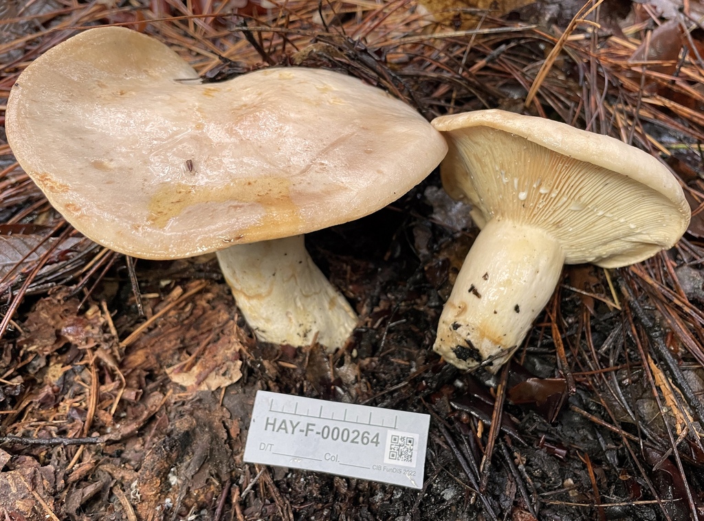 Common Milkcaps from Yuba County, CA, USA on December 11, 2022 at 11:47 ...
