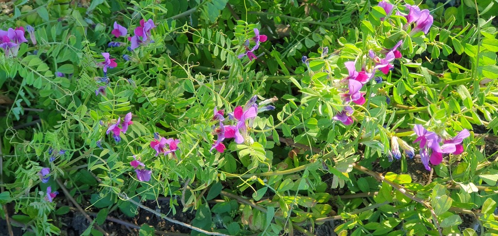 Common Vetch from Tasman, Nelson, New Zealand on December 12, 2022 at ...
