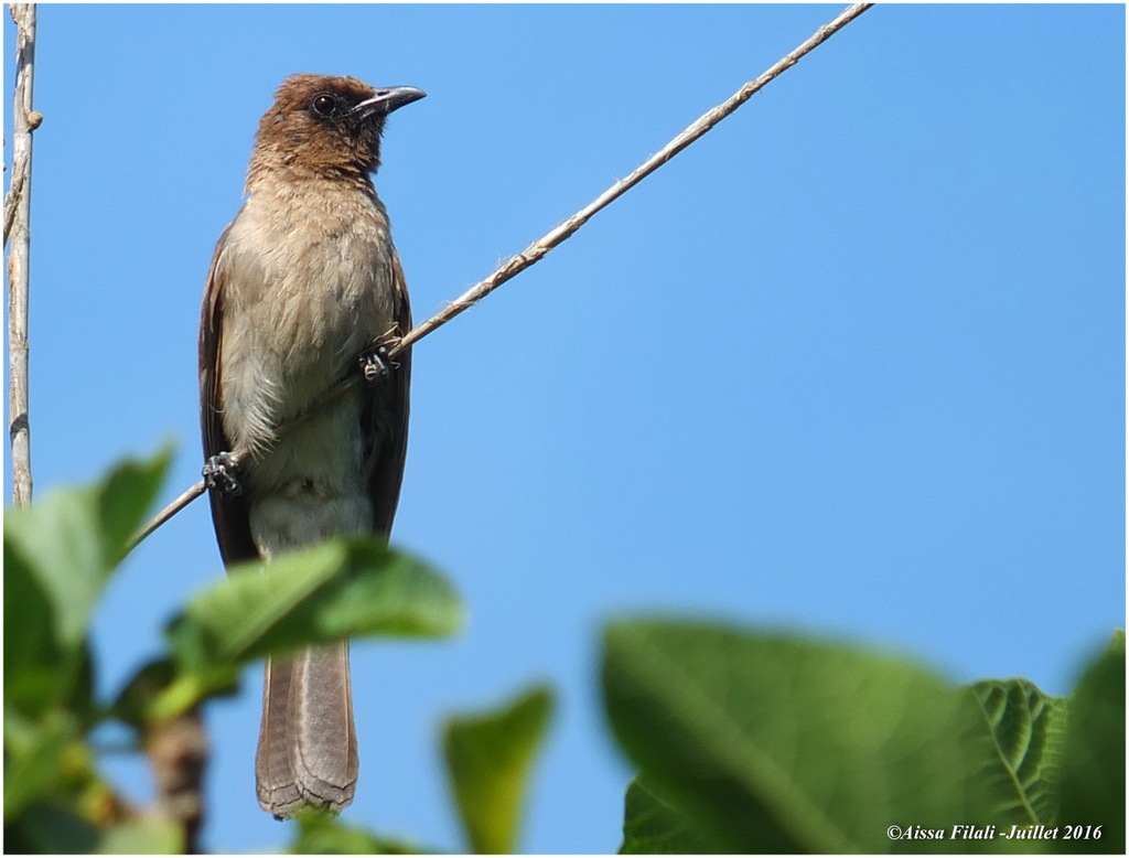Common Bulbul from Filfila, Algérie on July 14, 2016 at 09:17 AM by ...
