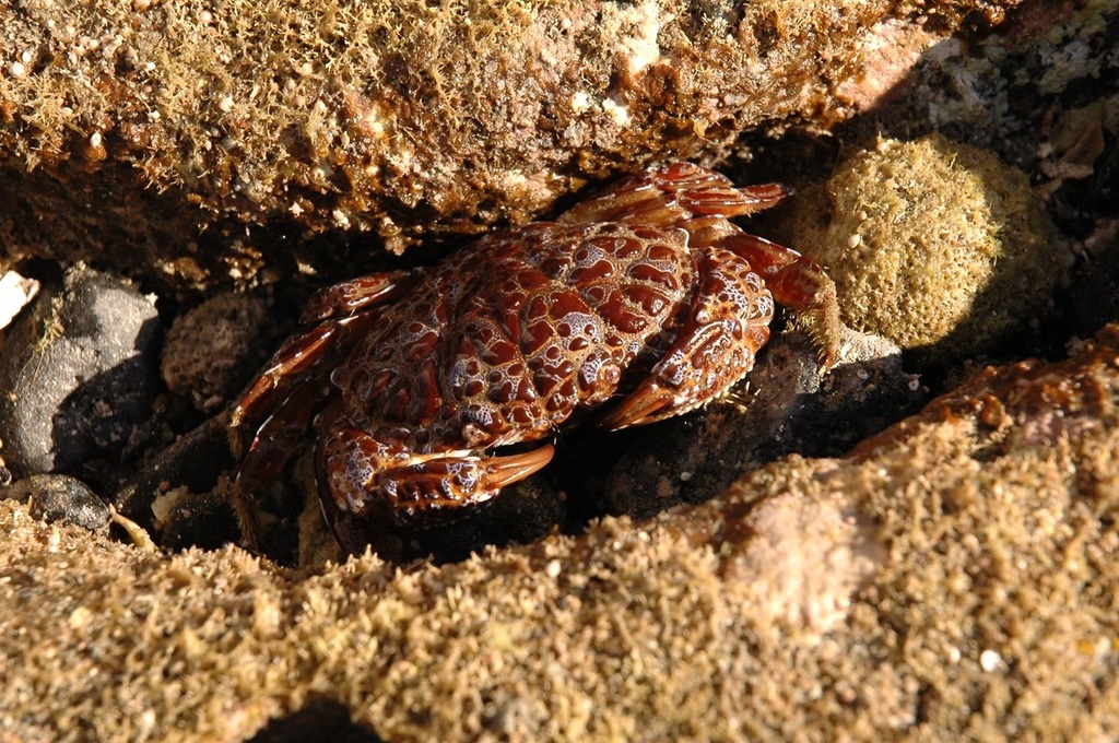 Killer Crab from 台灣澎湖縣 on June 24, 2006 at 03:58 PM by oceangardenph ...