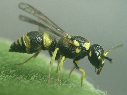 Stenodynerus trotzinai · iNaturalist Mexico