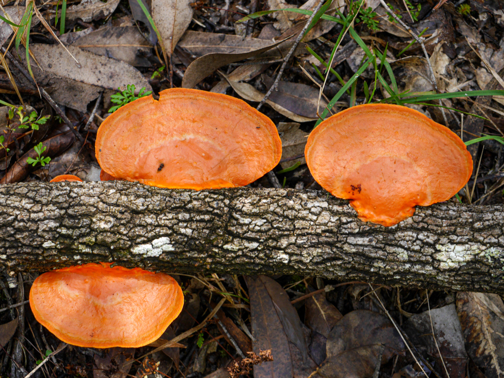 Southern Cinnabar Polypore from Girvan NSW 2425, Australia on September ...