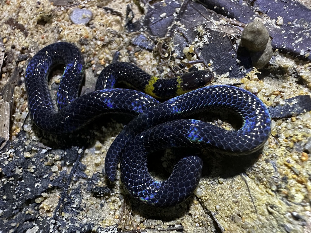 Collared Reed Snake from Khlong Sok, Amphoe Phanom, Surat Thani, TH on ...