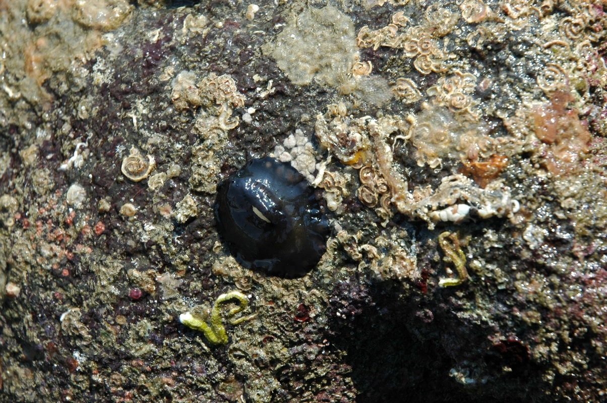 Scutus sinensis (Blainville, 1825)