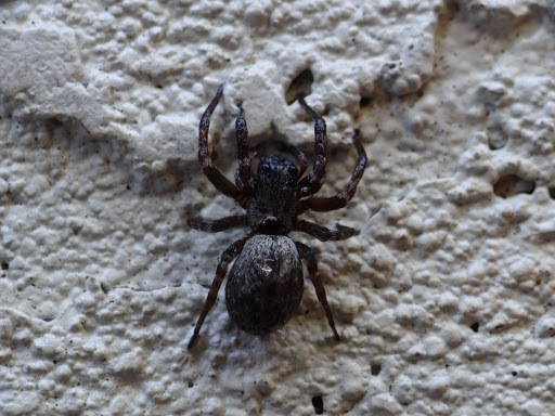 Grey House Spider from Fremont, CA on February 06, 2013 by Belinda Lo ...
