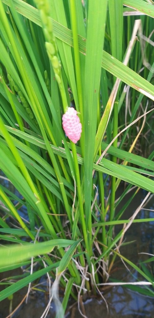 Channeled Apple Snail from 983台灣花蓮縣富里鄉 on October 24, 2022 at 07:03 PM ...