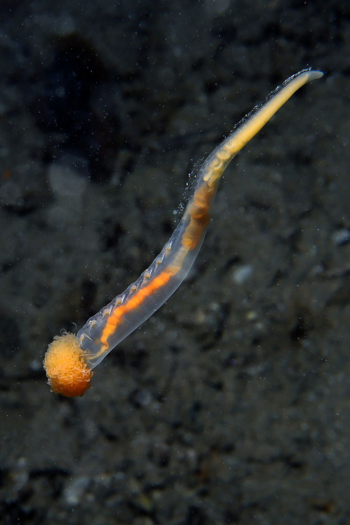 Polycirrus from 2900 Point Nepean Rd, Blairgowrie VIC 3942, Australia ...