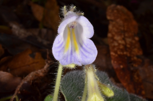 Photo 247491243, (c) Eugene Popov, some rights reserved (CC BY ...