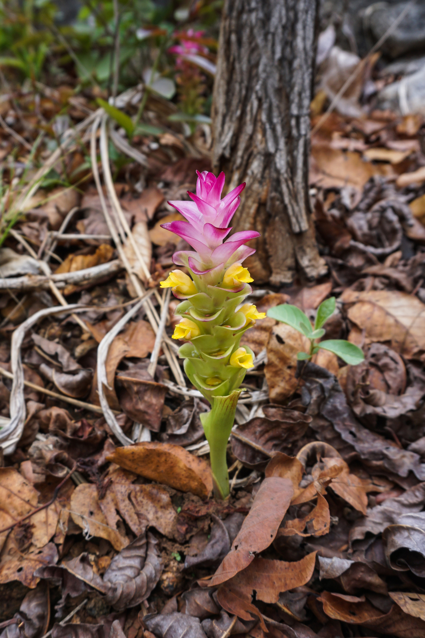 Curcuma zedoaria (Christm.) Roscoe