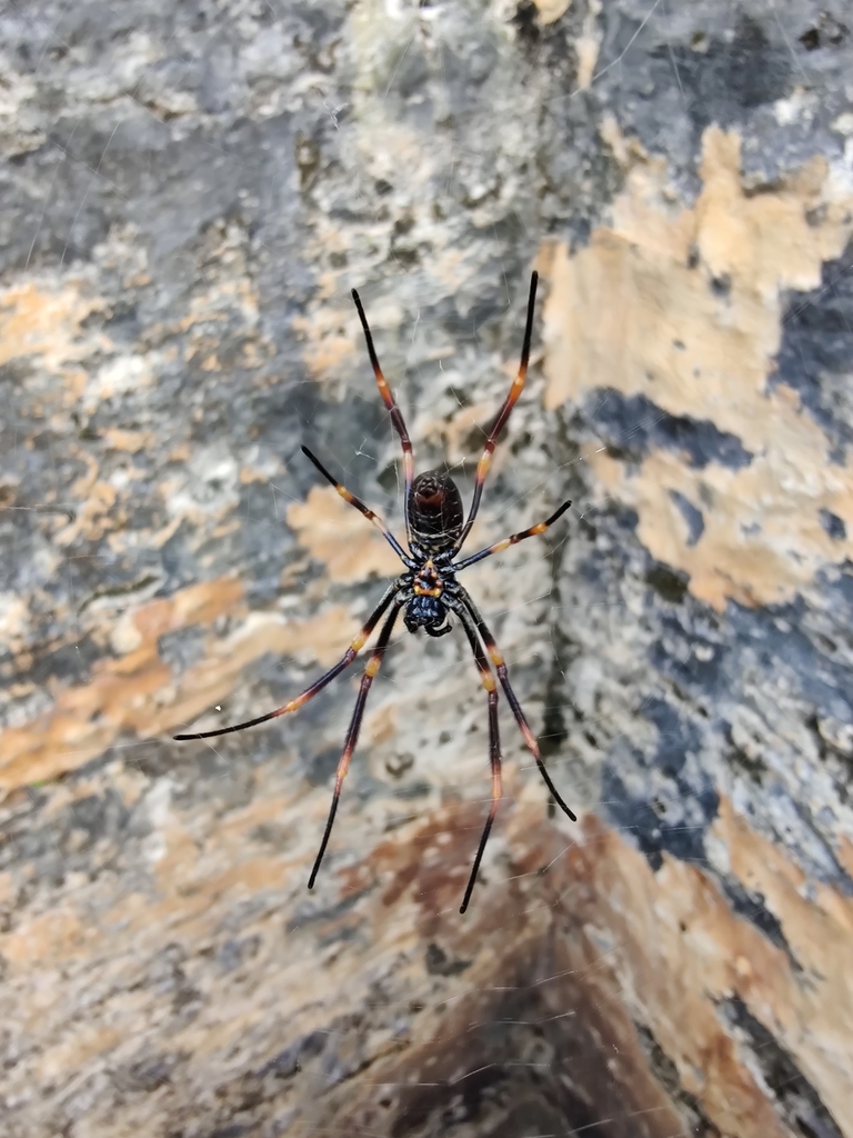 Tiger Spider from Norfolk Island on December 12, 2022 at 09:24 AM by ...