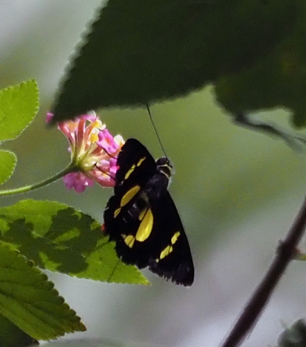 Subspecies Euschemon rafflesia rafflesia · iNaturalist United Kingdom