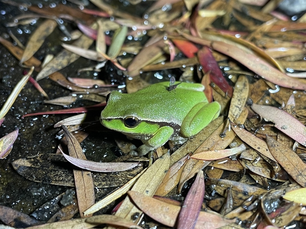 Leaf Green Tree Frog from Dharawal National Park, Darkes Forest, NSW ...