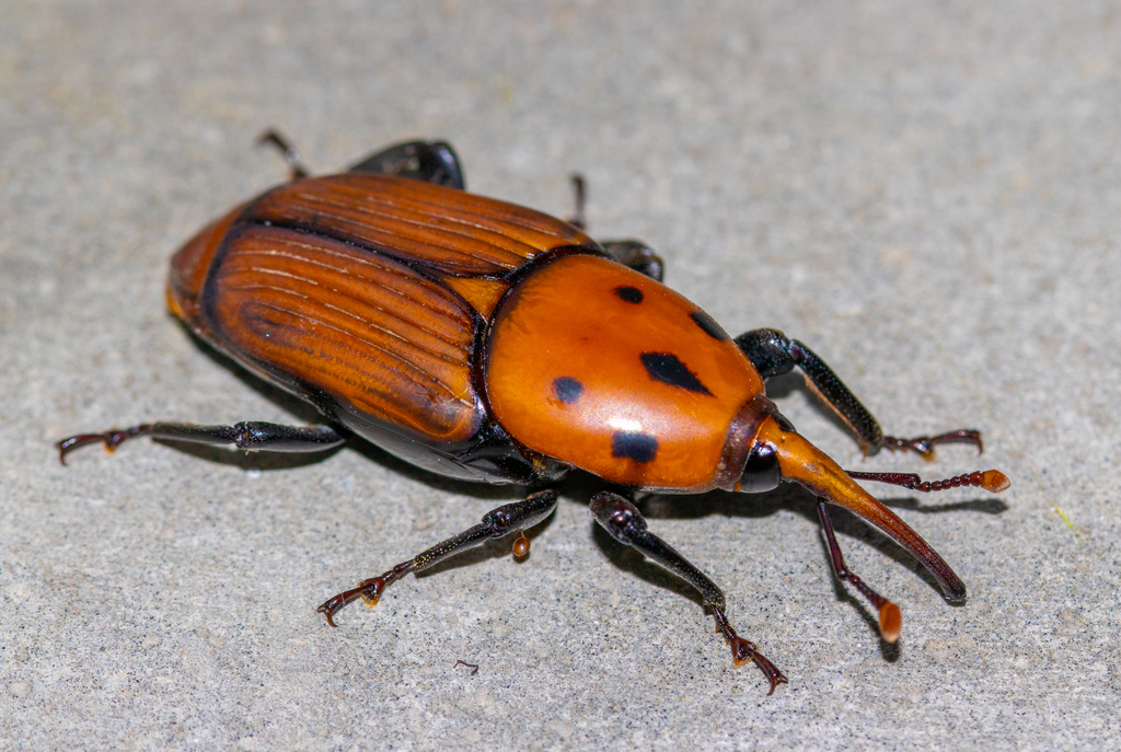 Red Palm Weevil from Welikada North, Sri Lanka on December 11, 2022 at ...