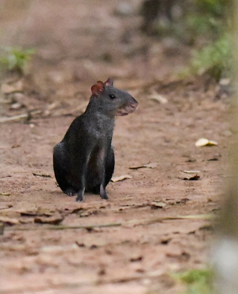 Black Agouti from San José del Guaviare, Guaviare, Colombia on December ...