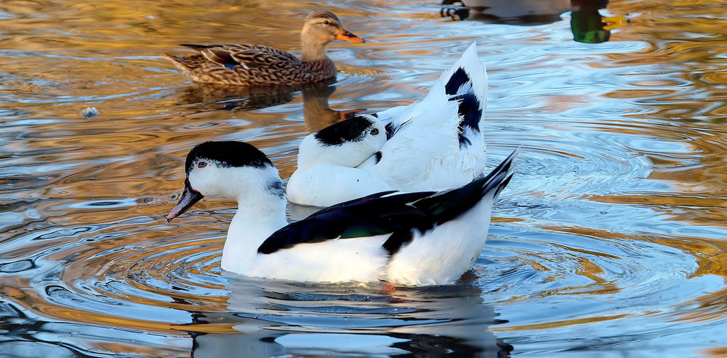 Mallard × Muscovy Duck from Cottonwood Park Richardson, TX, USA on ...