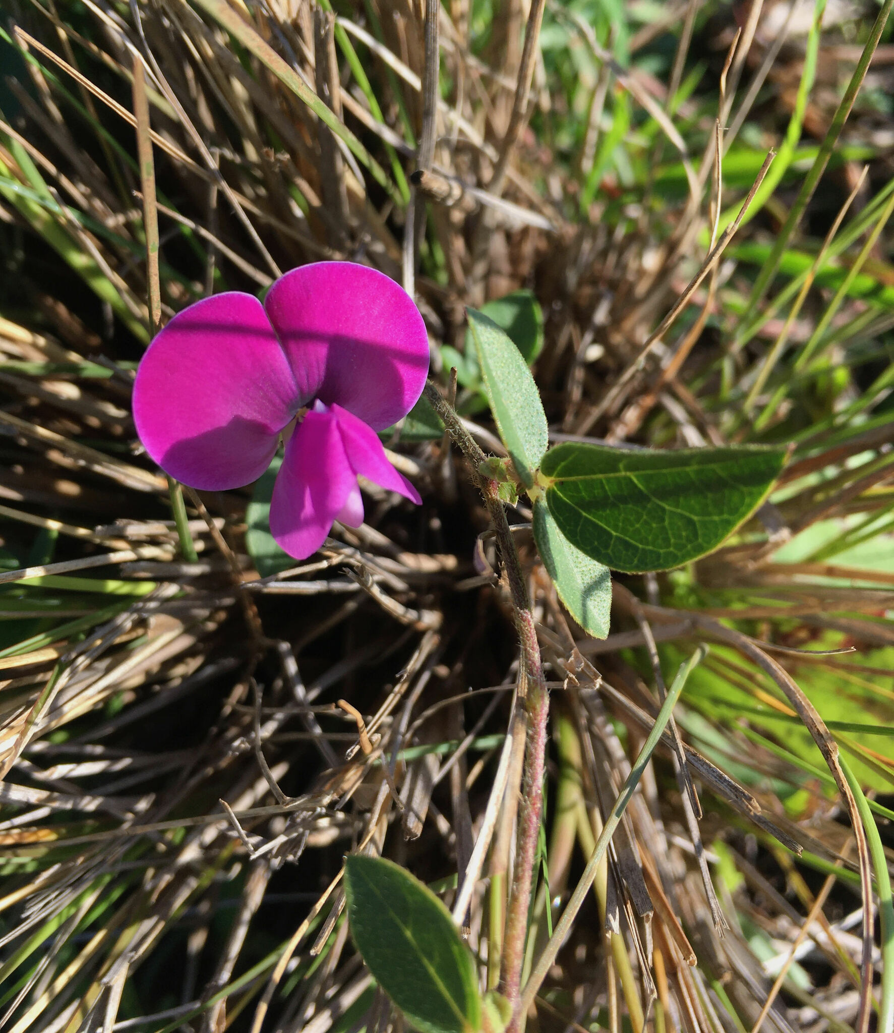Vigna unguiculata (L.) Walp.