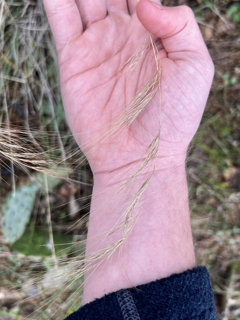 Purple Threeawn from Wakefield Heights Park, Burleson, TX, US on ...