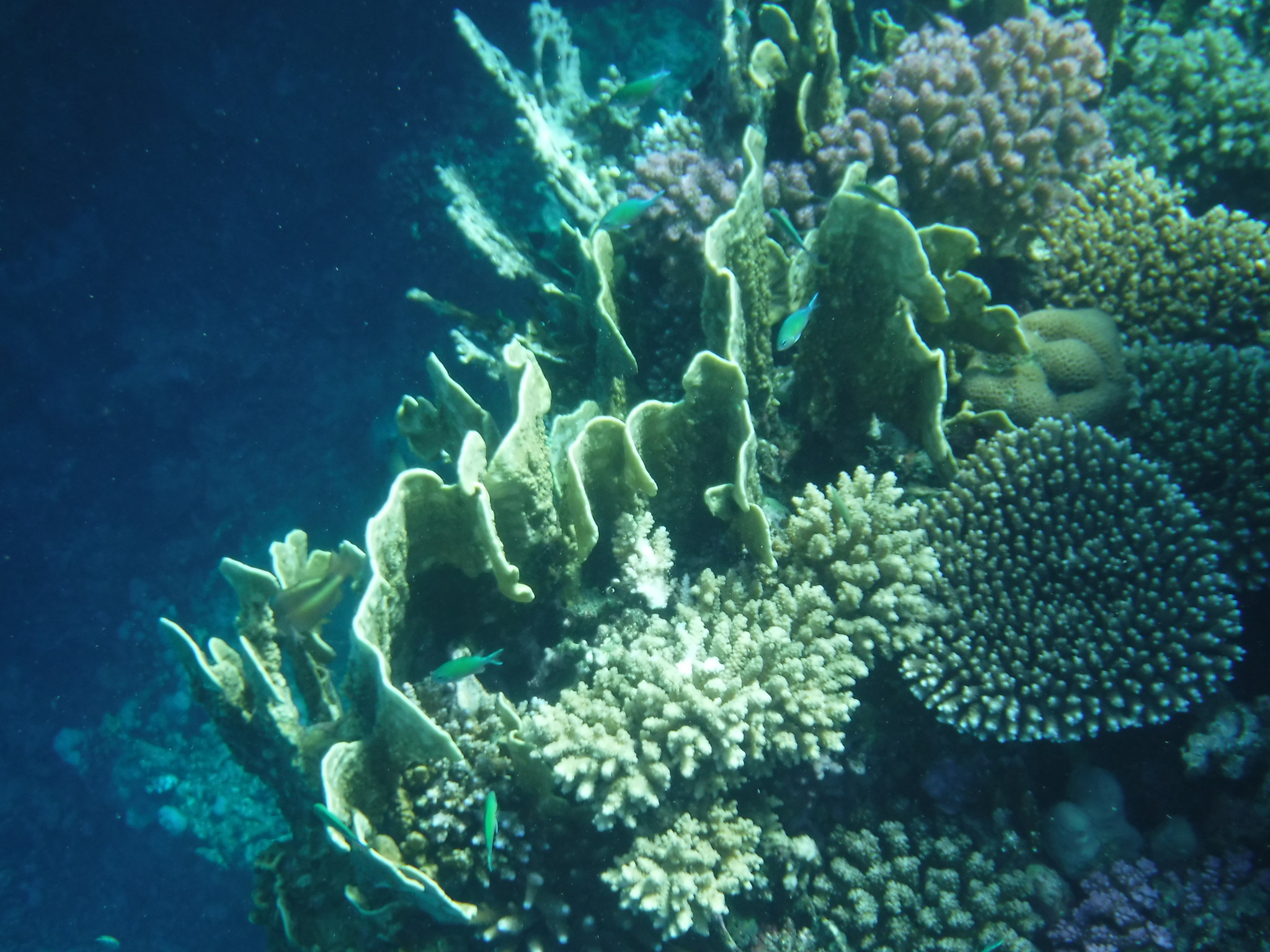 Millepora platyphylla Hemprich & Ehrenberg, 1834