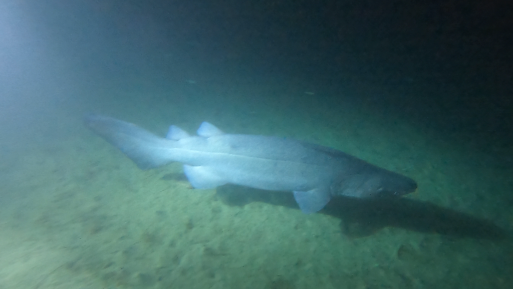 Bramble Sharks (Echinorhiniformes) - Marine Life Identification