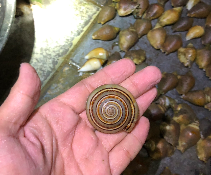 Clear Sundial from Penghu, TW-TA, TW on August 22, 2021 at 05:29 PM by ...