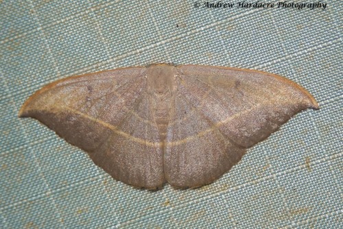 Albara hollowayi#N# · iNaturalist