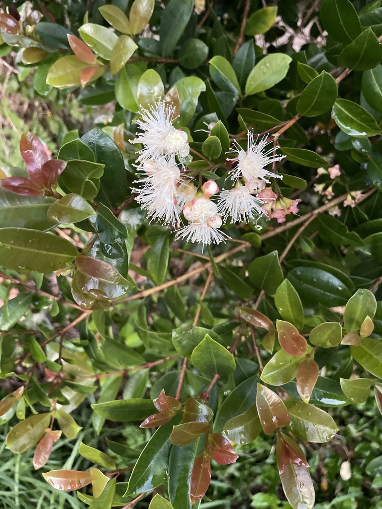 scrub cherry from Hout Bay Main Road, Hout Bay, WC, ZA on December 12 ...