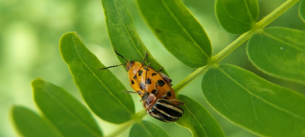 Alagoasa trifasciata from Cartagena, Cartagena Province, Bolivar ...