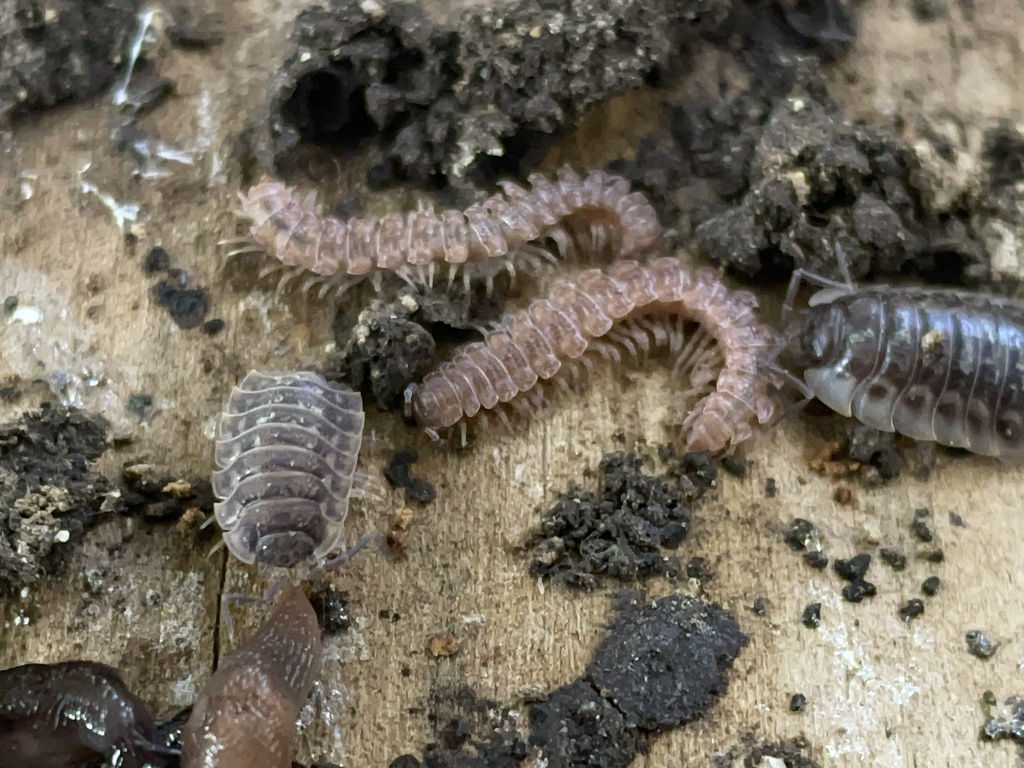 Polydesmus from Museo de Arte Moderno, Miguel Hidalgo, CDMX, MX on ...