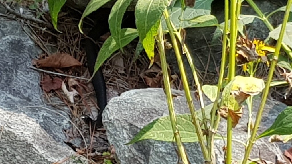 Colubrine Snakes from Raleigh, North Carolina 27612, USA on September ...