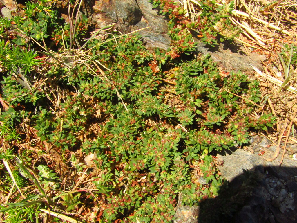 (Paronychia chilensis) - Botanical Realm
