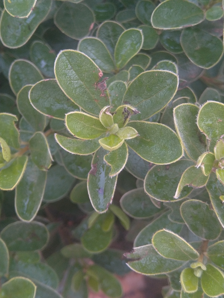 Transvaal Bluebush from Carletonville, 2499, South Africa on December ...