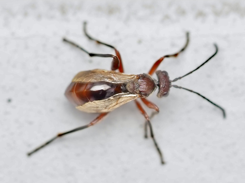 Biorhiza caepuliforme from Leisure Village West, NJ, USA on December 12 ...