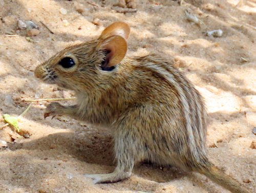 West-Central South African four-striped grass rat (Rhabdomys bechuanae ...