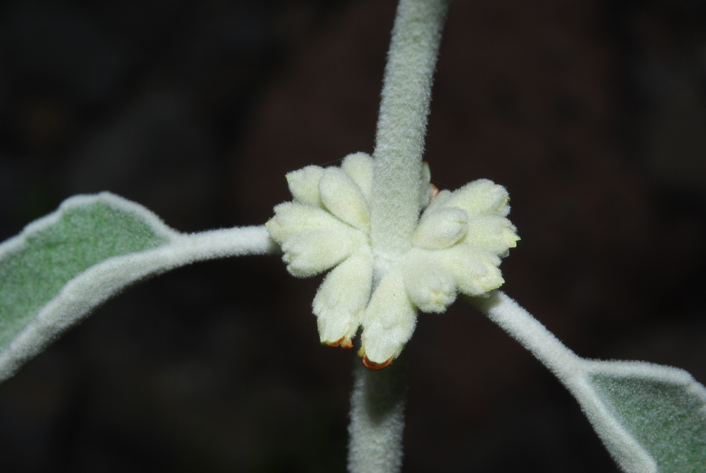 Sideritis soluta (Tenerife Plants Lamiales) · iNaturalist