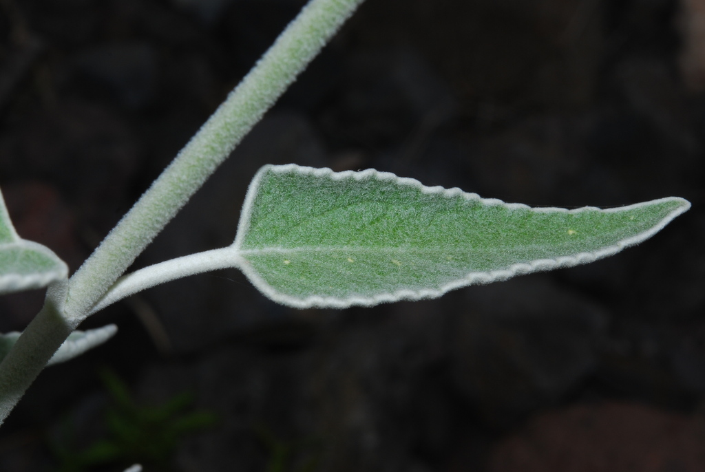 Sideritis soluta (Tenerife Plants Lamiales) · iNaturalist