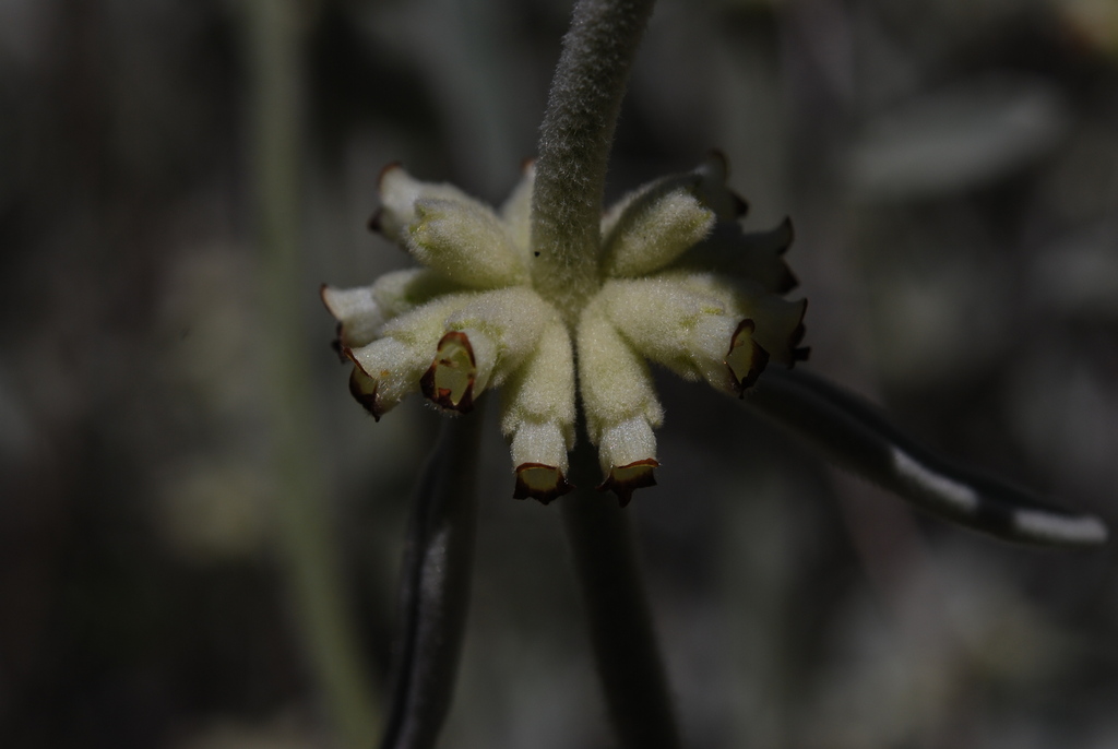Sideritis soluta (Tenerife Plants Lamiales) · iNaturalist