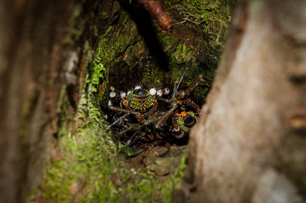 Sadocus funestus from Valdivia, Los Ríos, Chile on December 11, 2022 at ...