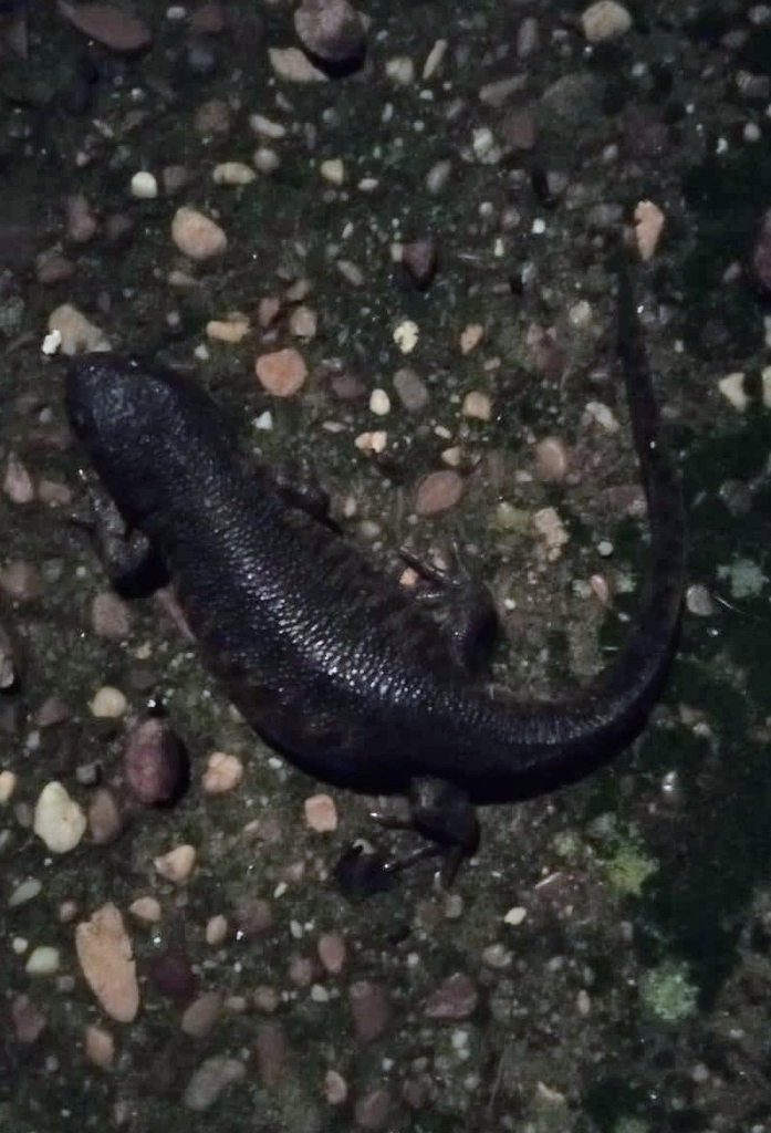 Iberian Ribbed Newt in December 2022 by Cesar Pollo · iNaturalist