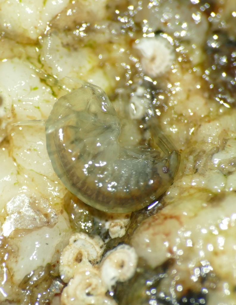 Amphipods from 29730 Guilvinec, France on July 23, 2022 at 09:53 PM by ...