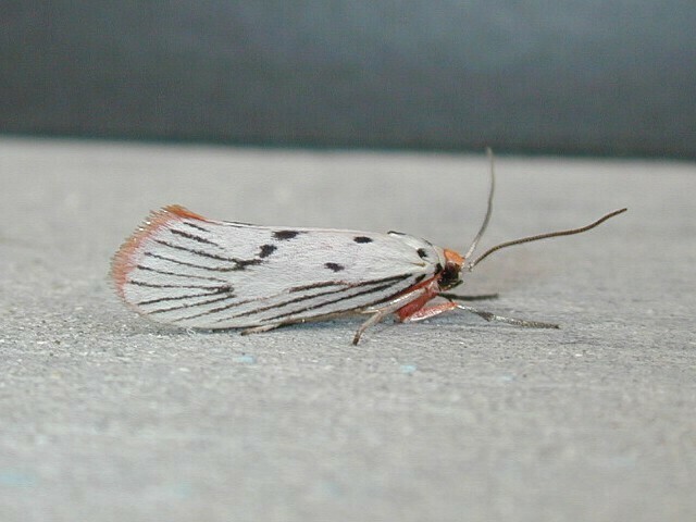Bumelia Leafworm Moth from Everglades National Park, Miami-Dade County ...