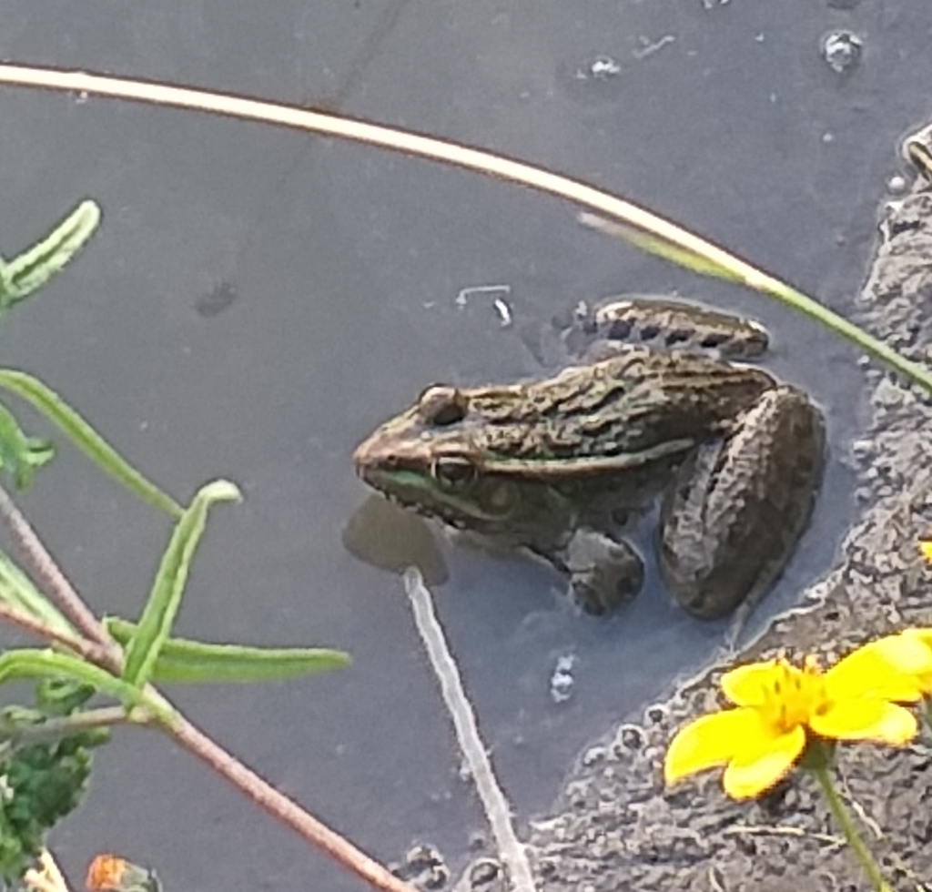 Transverse Volcanic Leopard Frog from 45994 Jal., México on December 7 ...