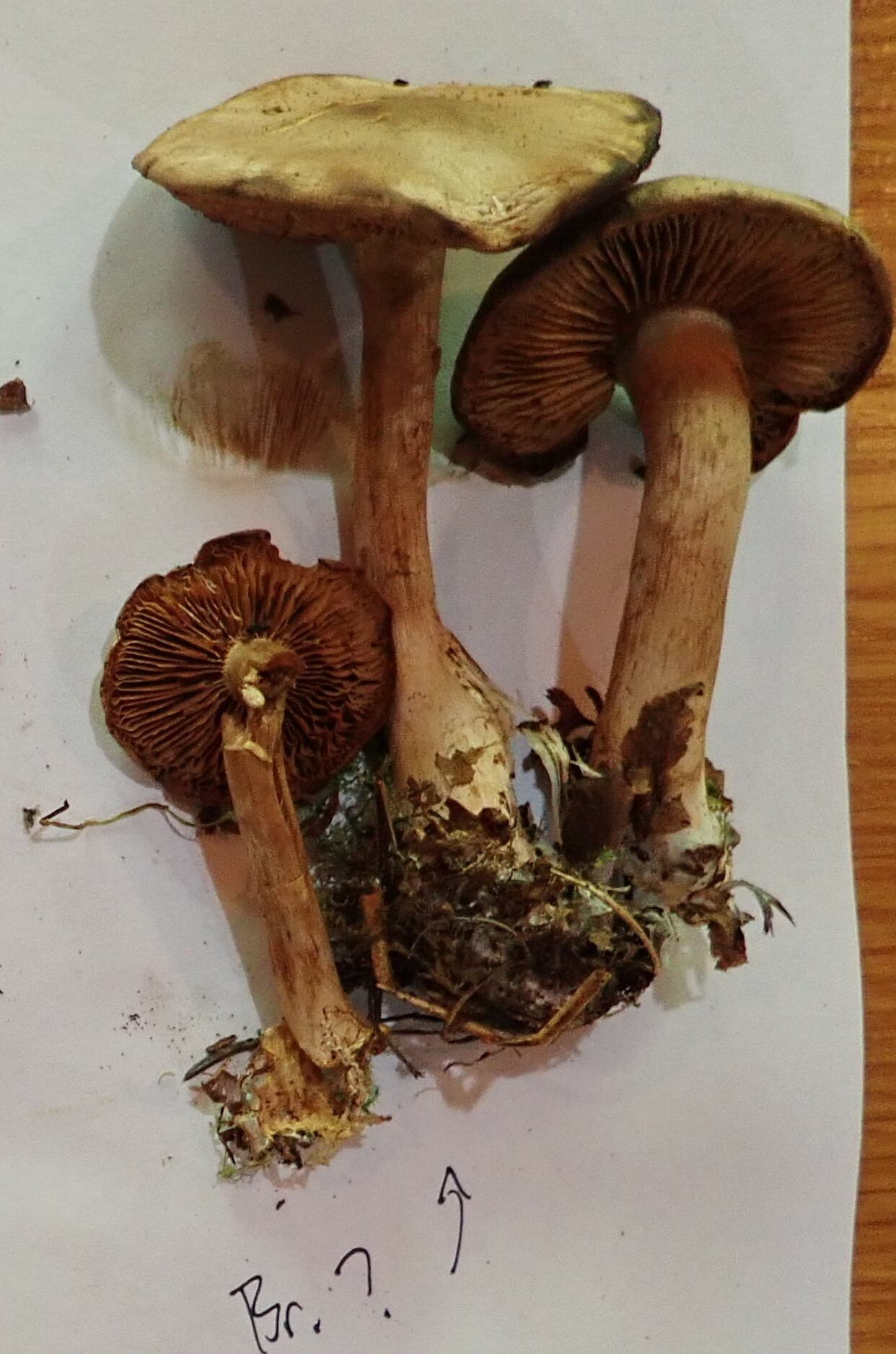 Cortinarius tabularis - Flockiger Dickfuss