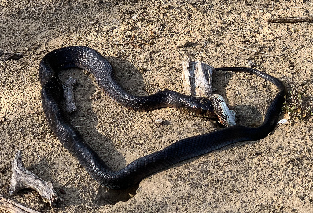 Texas Indigo Snake in May 2021 by brandonbest. The last photo where ...