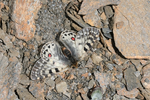 Parnassius acco · NaturaLista Colombia