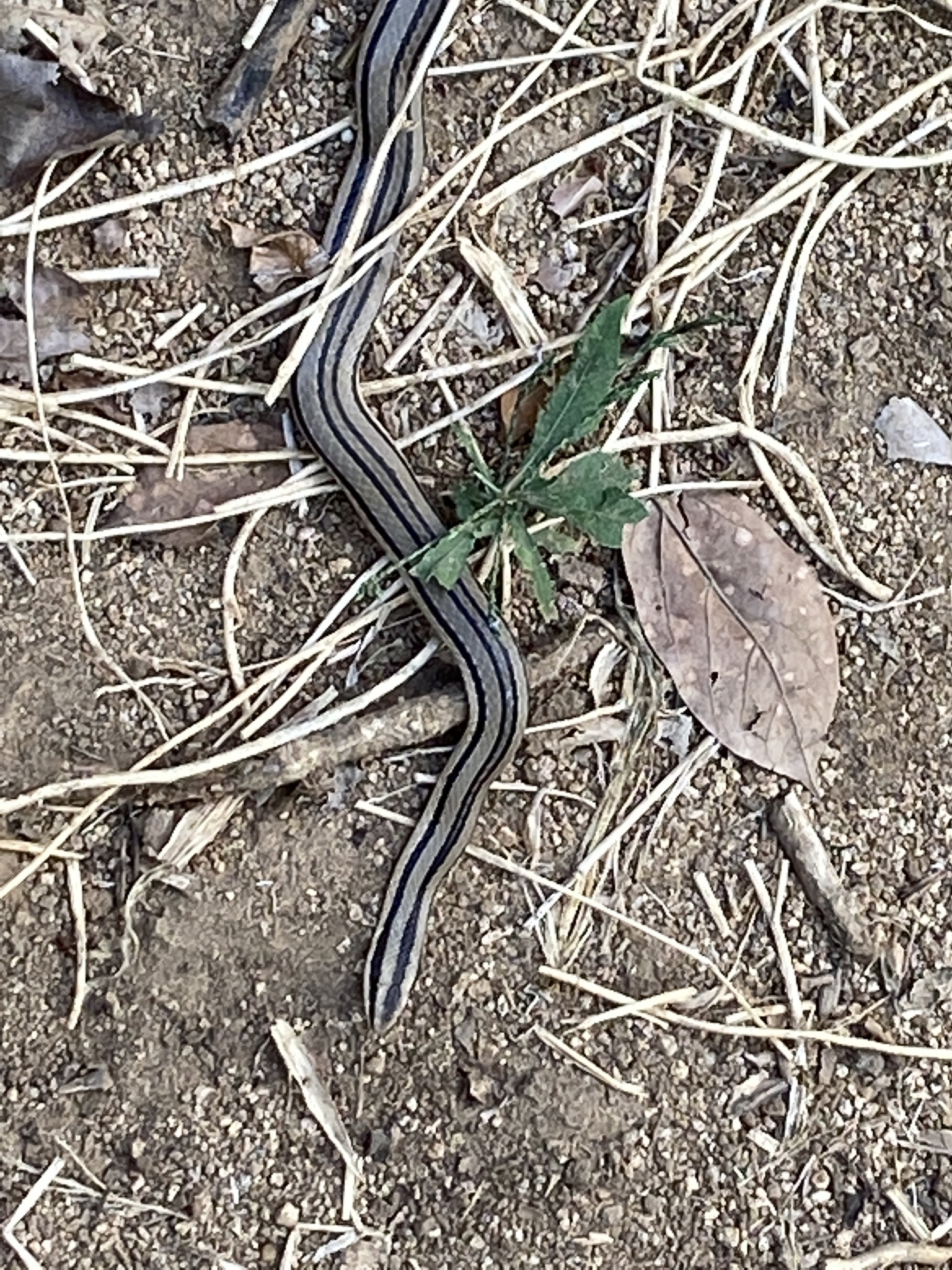 Conophis vittatus Peters, 1860